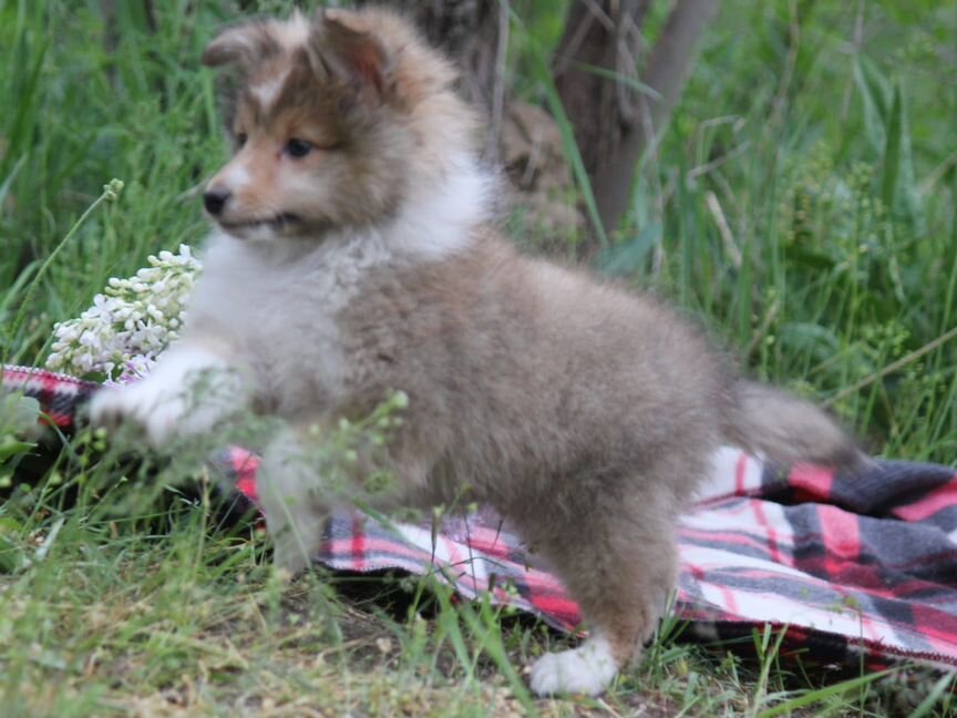 Щенки шелти