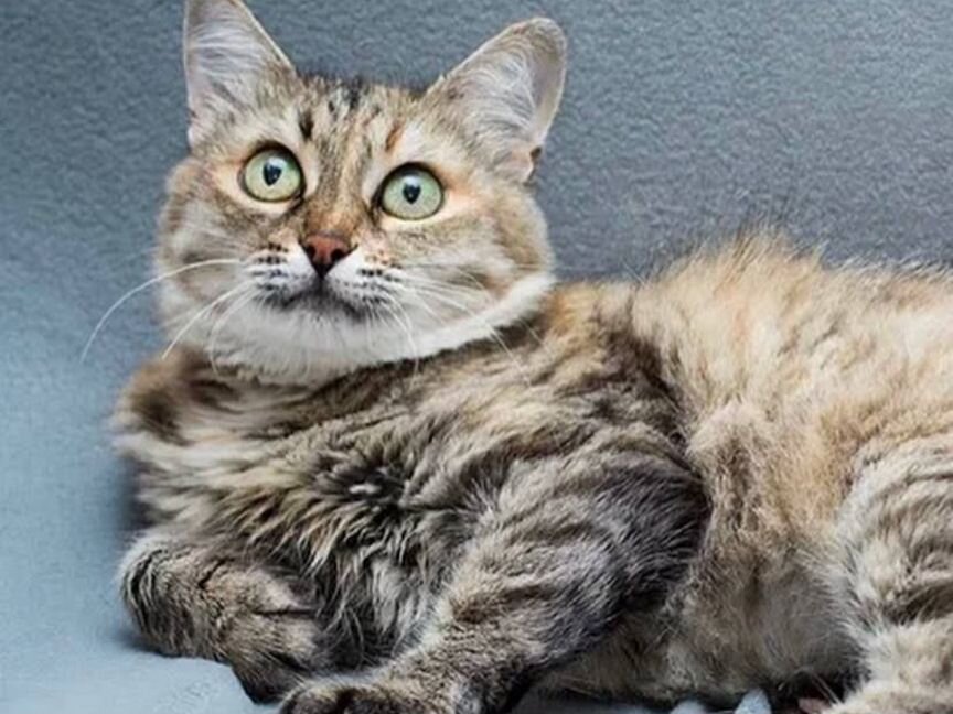 Обаятельная кошка Морковка уже год ждёт семью