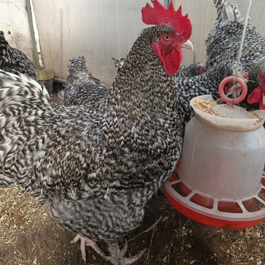 Инкубационное яйцо мехеленская