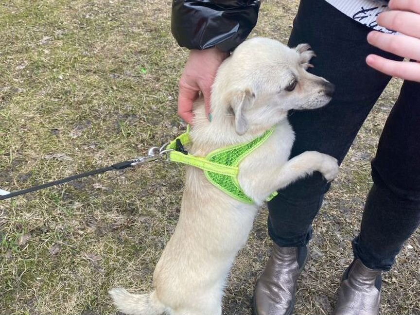 Собака в добрые руки