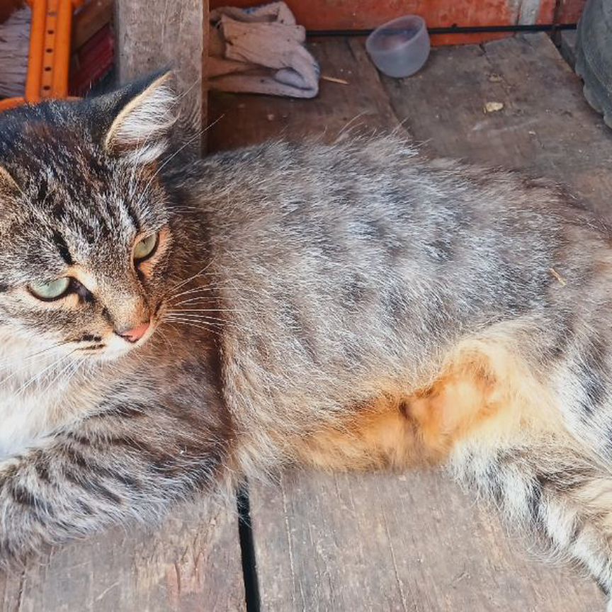 Отдам красавицу кошку в добрые руки