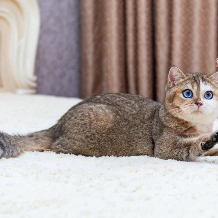 Котенок мальчик дгг
