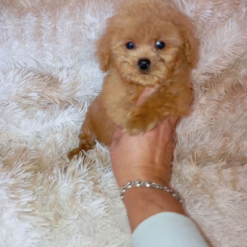 Красный мальтипу