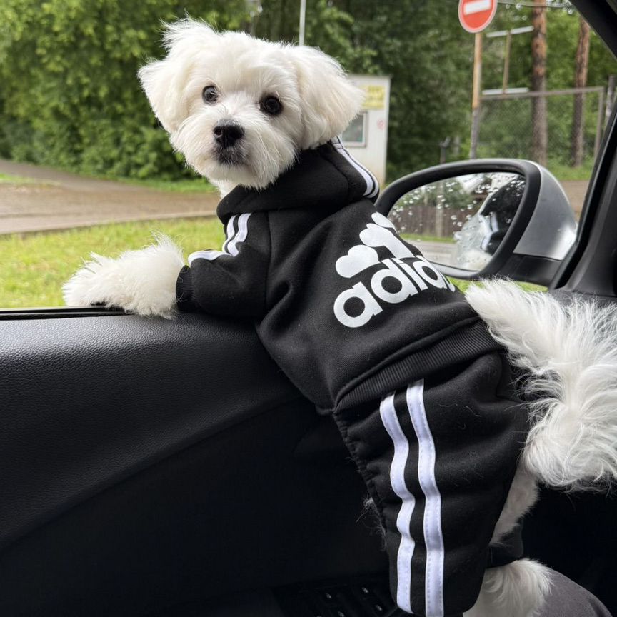 Мальтипу, щенок