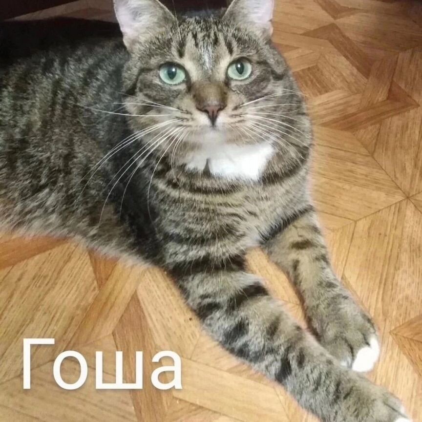 Ищет семью милый котик Гоша