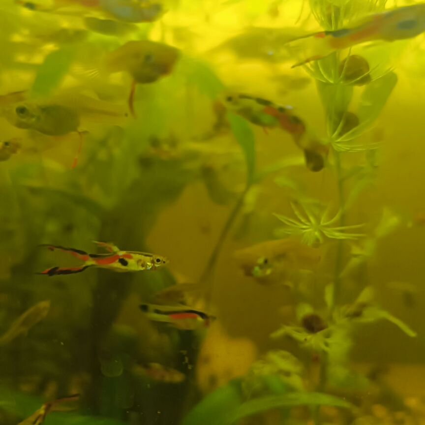 Аквариумные рыбки гуппи, чистая линия