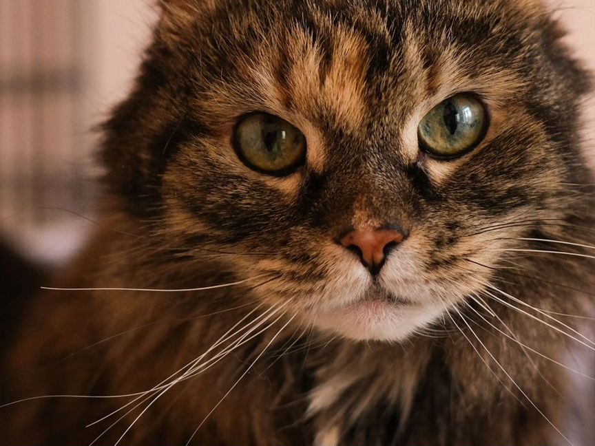 Кошки из приюта: спокойная Мотя