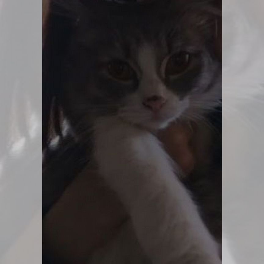 Кошки
