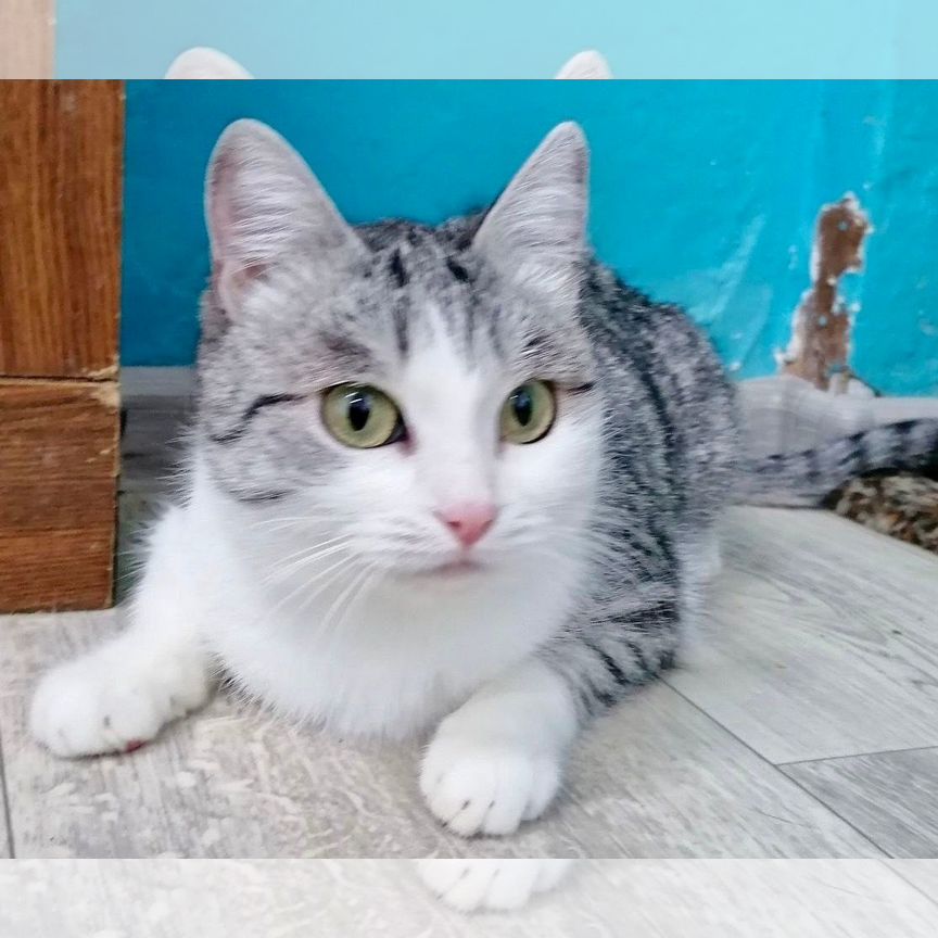 Британская короткошёрстная, взрослая кошка