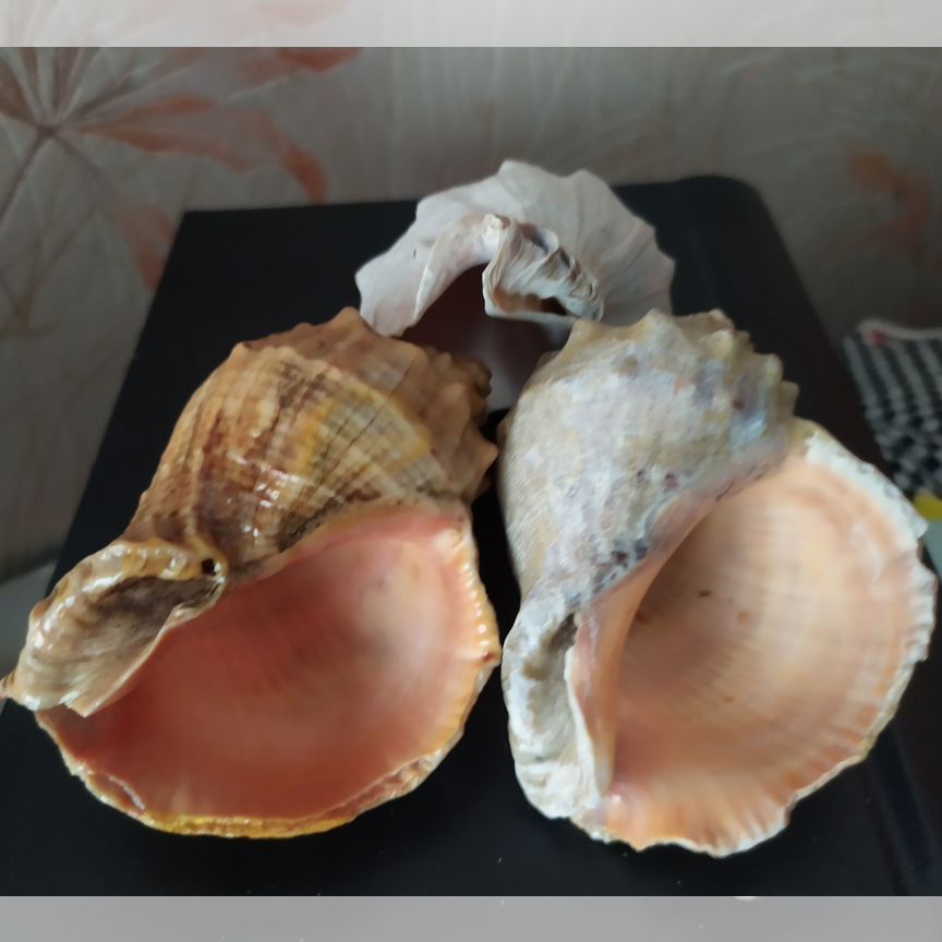 Морские ракушки