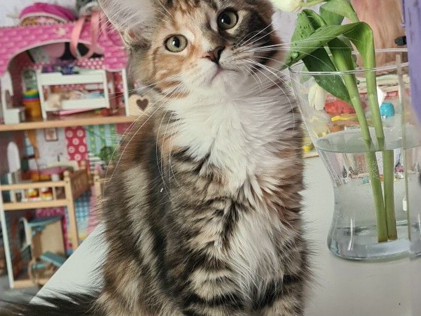 Котята мейн-кун