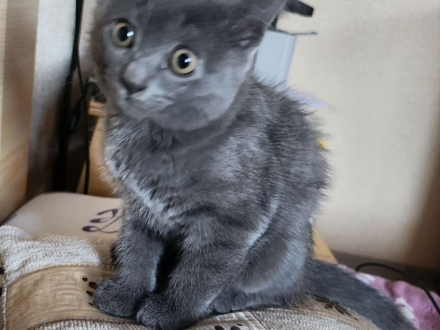 Сибирская кошка