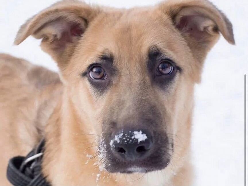 Ричик. Самый умный и добрый в дар