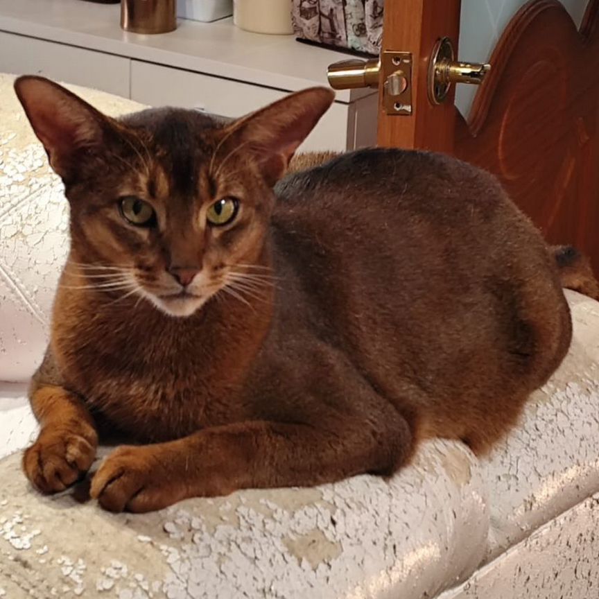 Абиссинский, взрослый кот