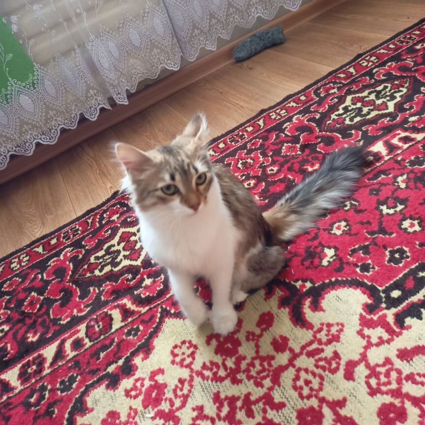 Котенок в добрые руки