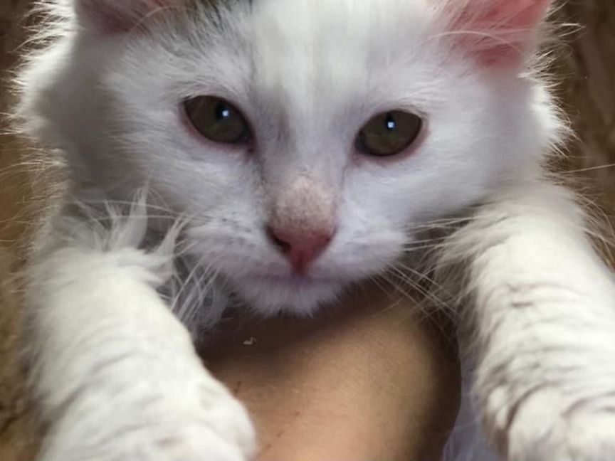 Котенок из приюта