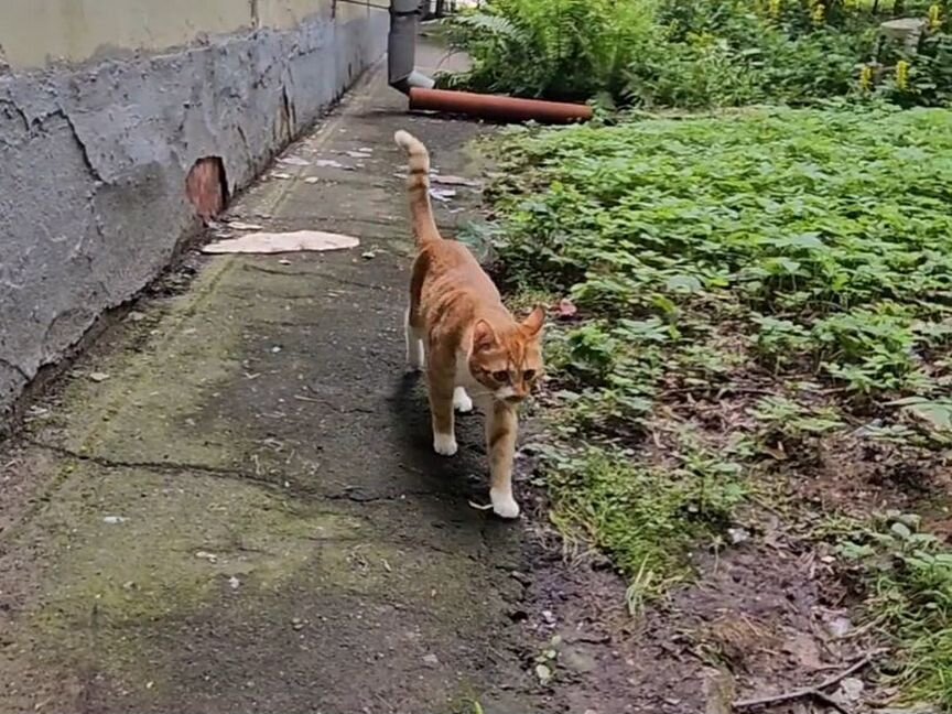 Выбросили кота