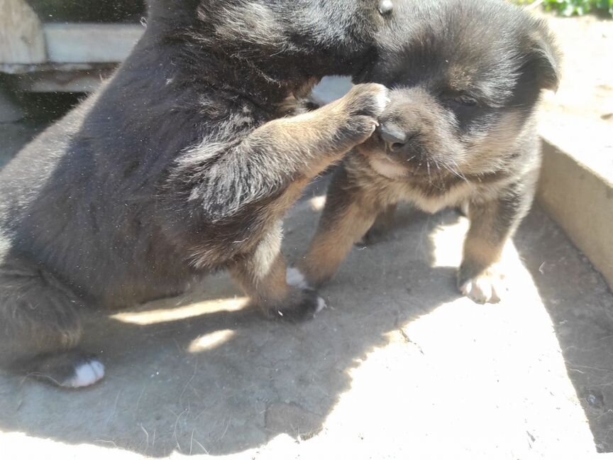 Немецкая овчарка в добрые руки