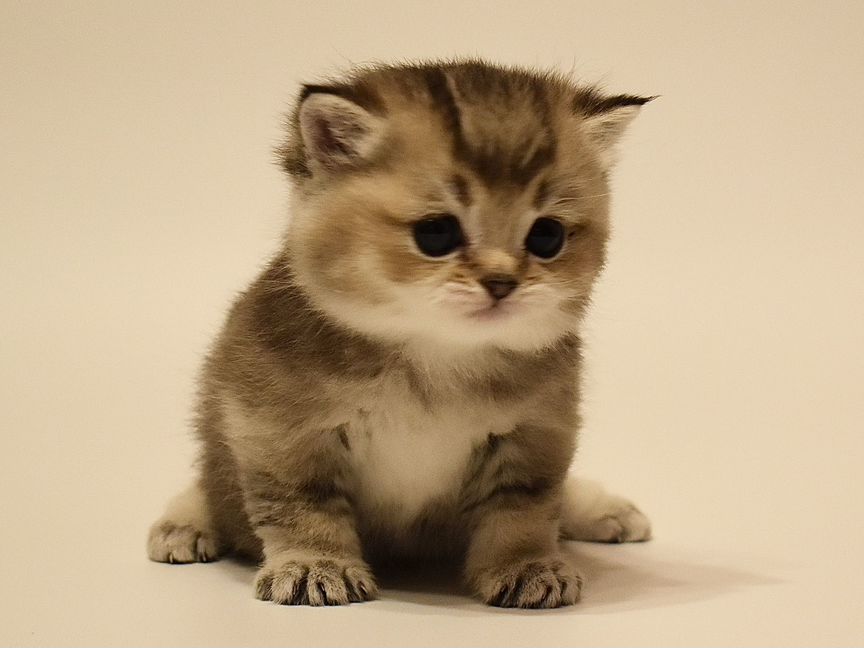 Котёнок Британская долотая шиншилла мальчик