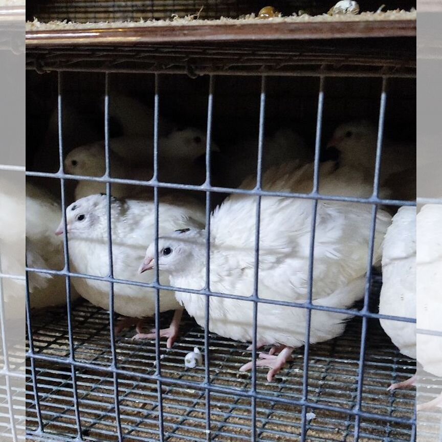 Перепела техасские