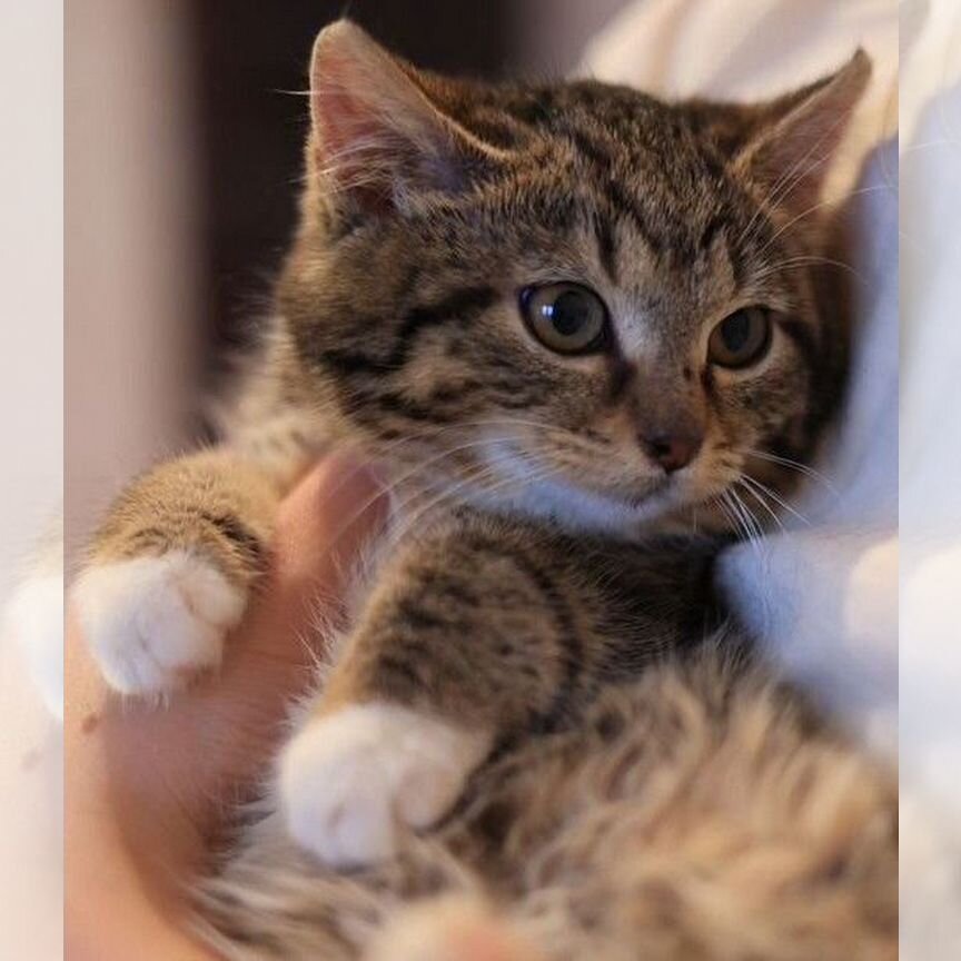 Маленькая кошечка похожая на манула 3 мес