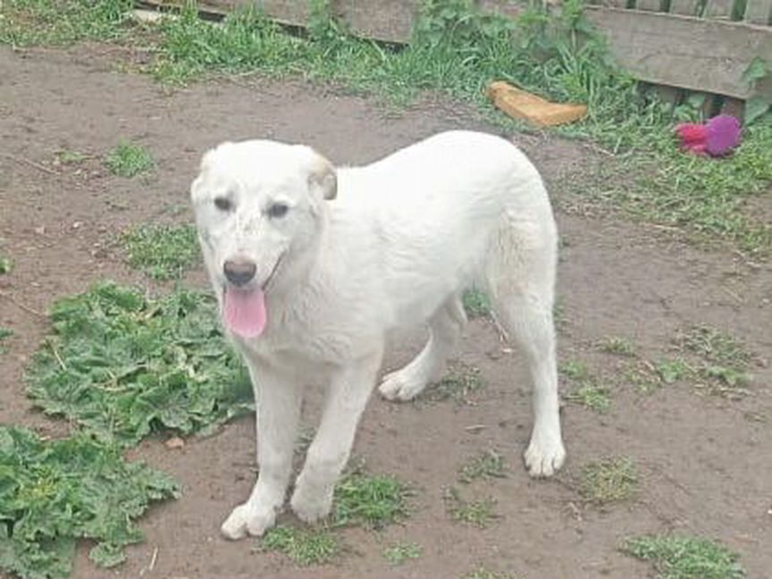 Собака ищет дом