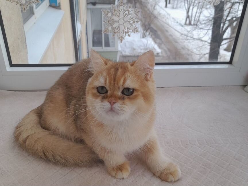 Продам британских котов