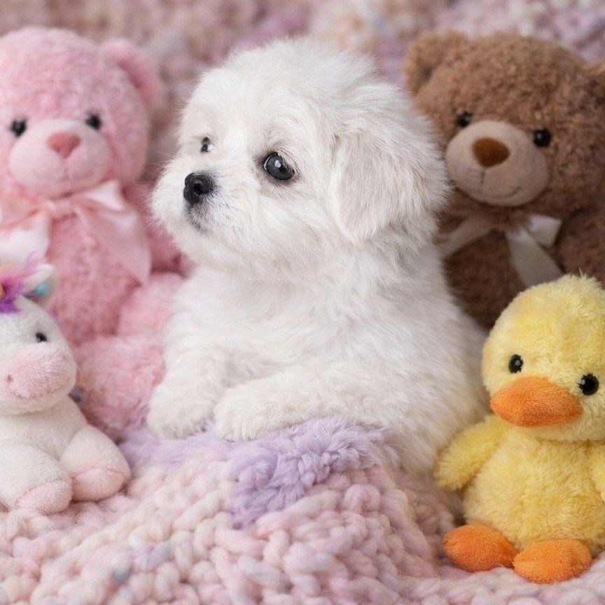 Мальтийская болонка, щенок