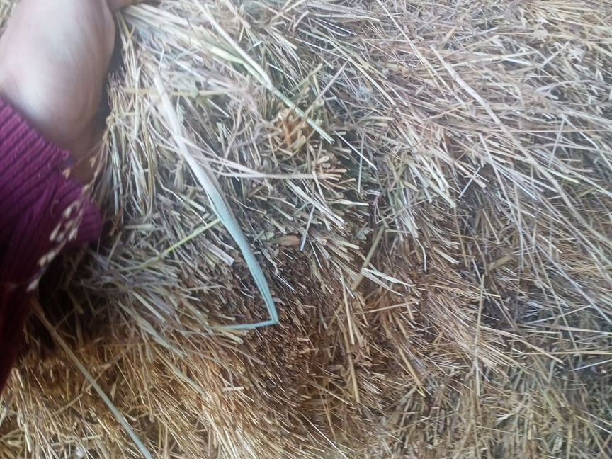 Сено в рулонах 2023