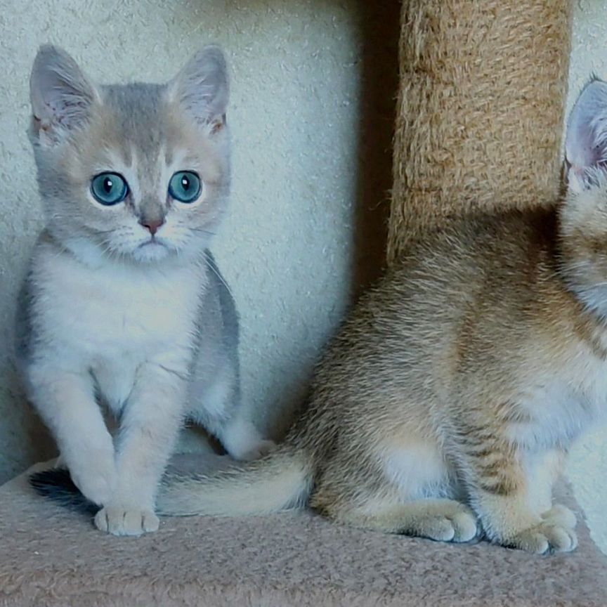 Шотландские котята. Голубая шиншилла девочка