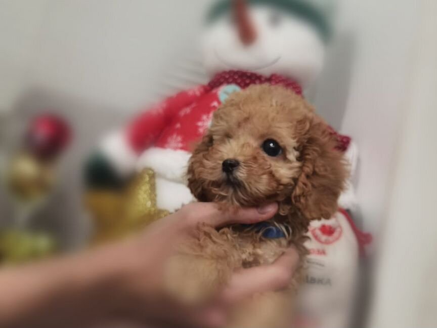 Мальтипу мальчик мини 3 мес