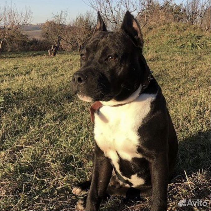 Вязка стафф