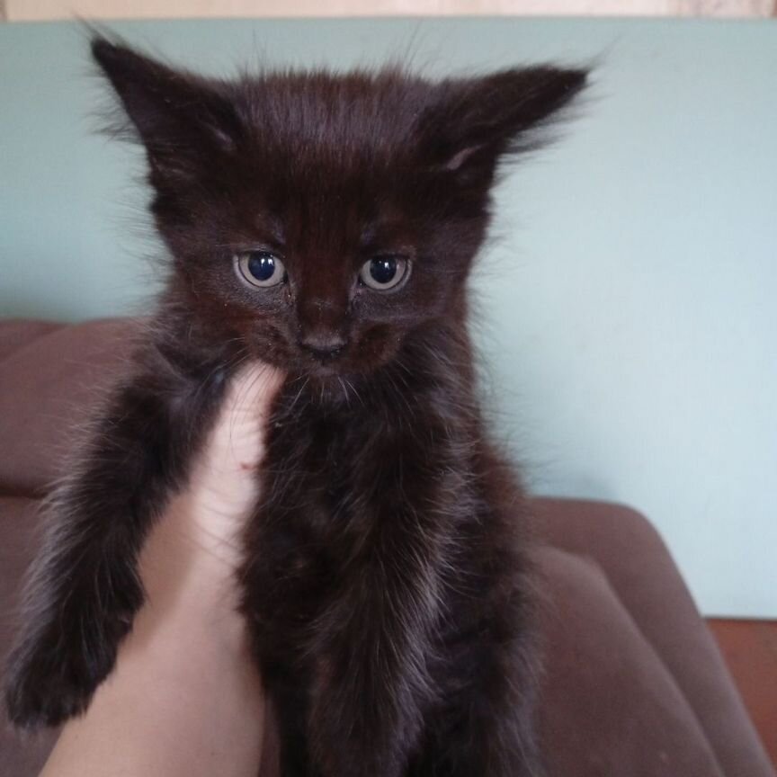 Мейн-кун не чистокровный