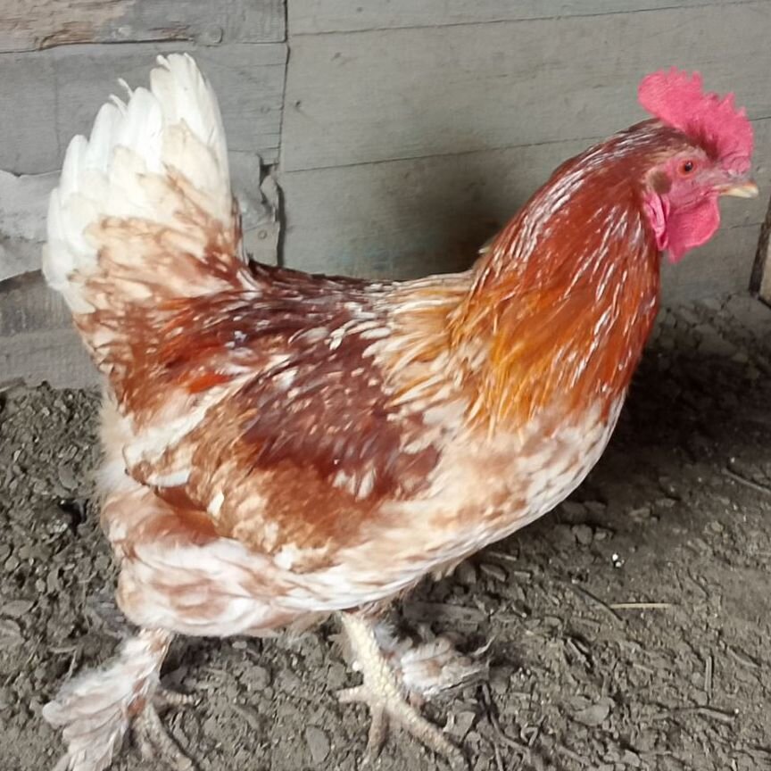 Петух породы ломан браун