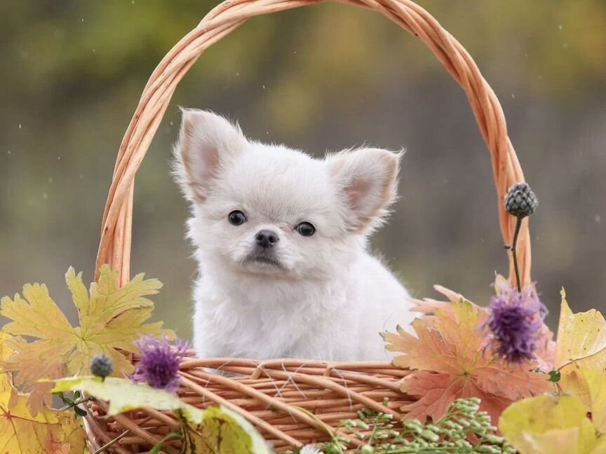 Шедевр для вас