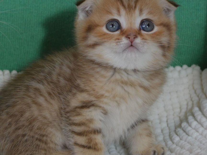 Скоттиш. Шоколад на золоте