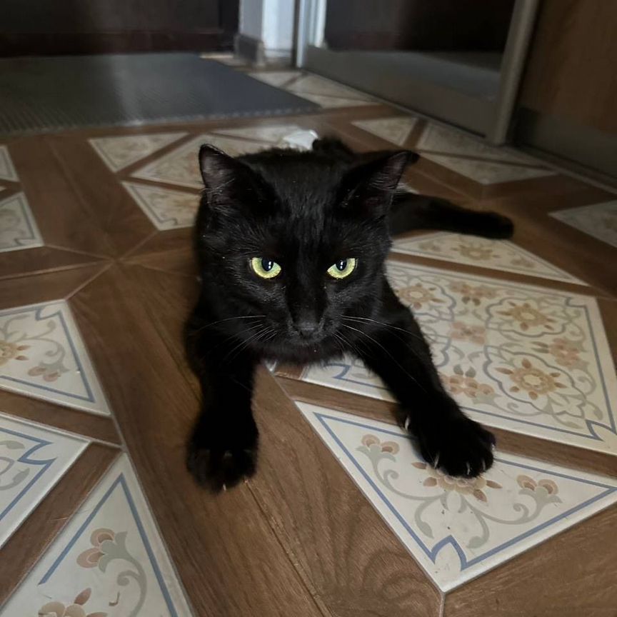 Котик в добрые руки