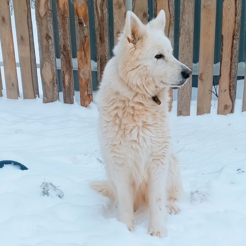 Белая швейцарская овчарка, взрослая собака