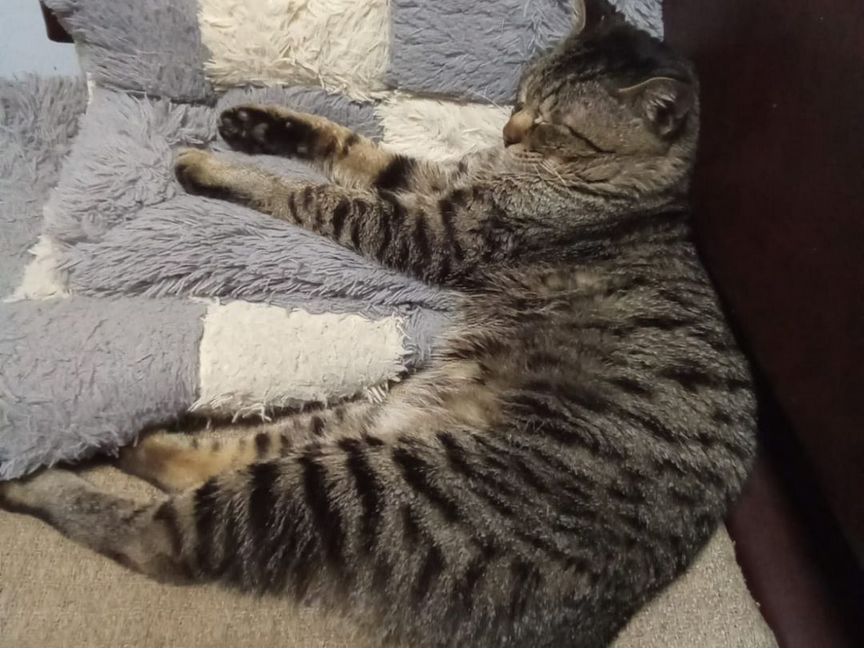 Кот Филя