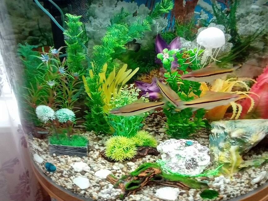 Аквариум с тумбой Jebo R-Style R790 + рыбки