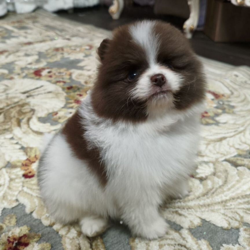 Померанский шпиц, щенок