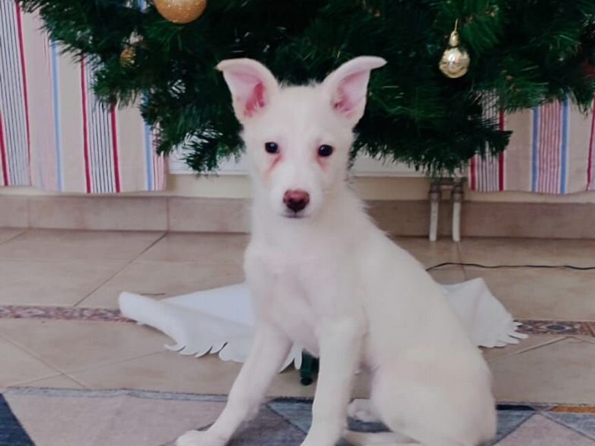 Белоснежный щенок ищет дом