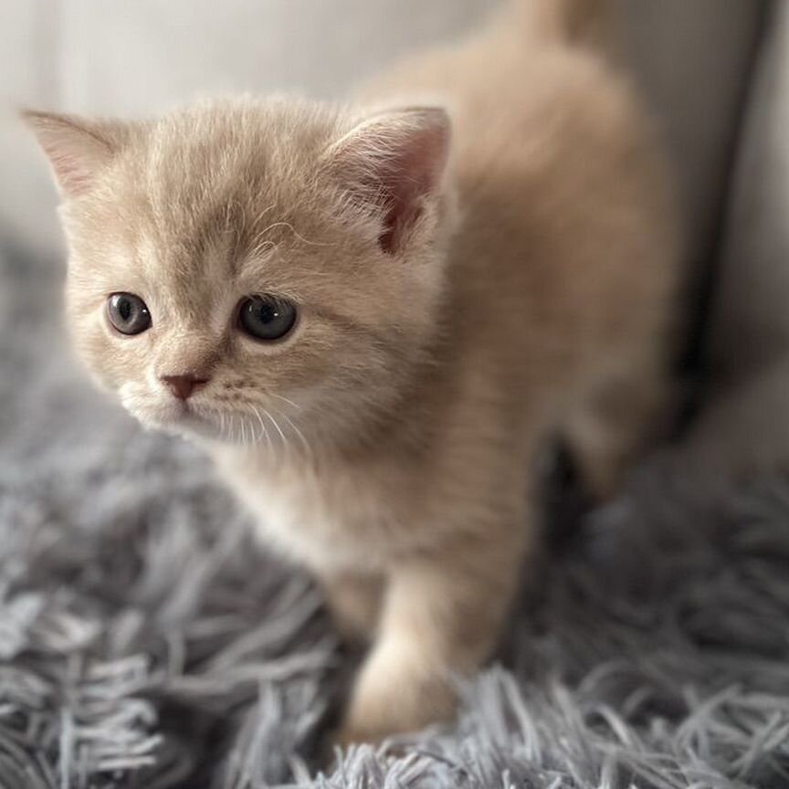 Британские котятки