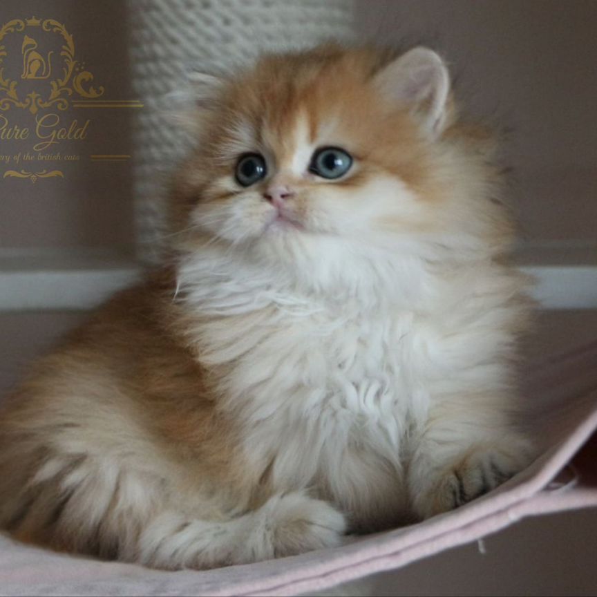 Британская золотая шиншилла длинношерстная