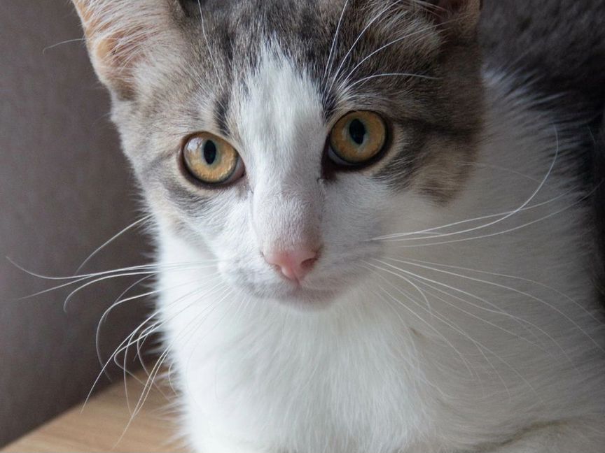 Всему наученный мальчик, 6 месяцев