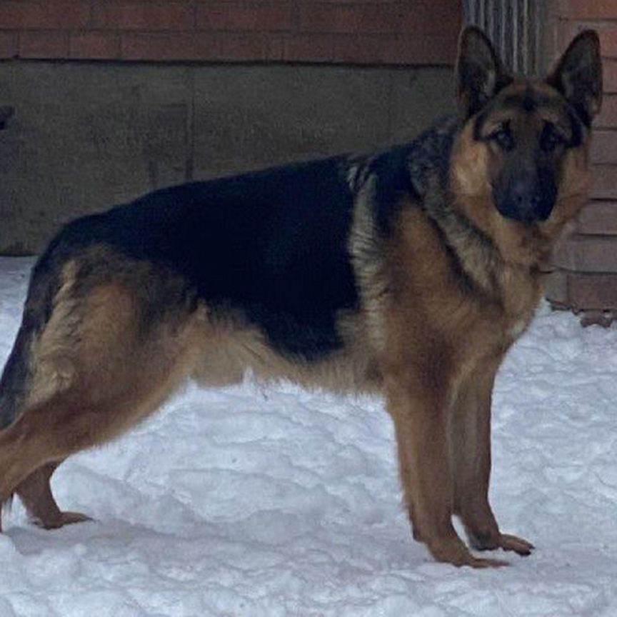 Немецкая овчарка, щенок