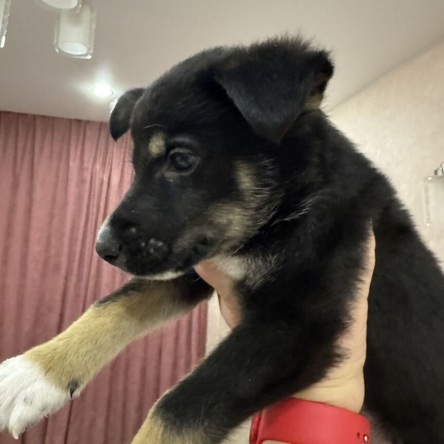 Щенок мальчик в добрые руки