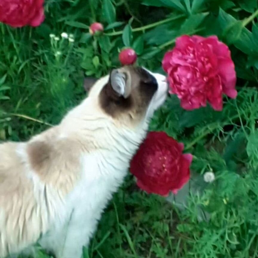 Подарю кошечку Лику-1.5 год