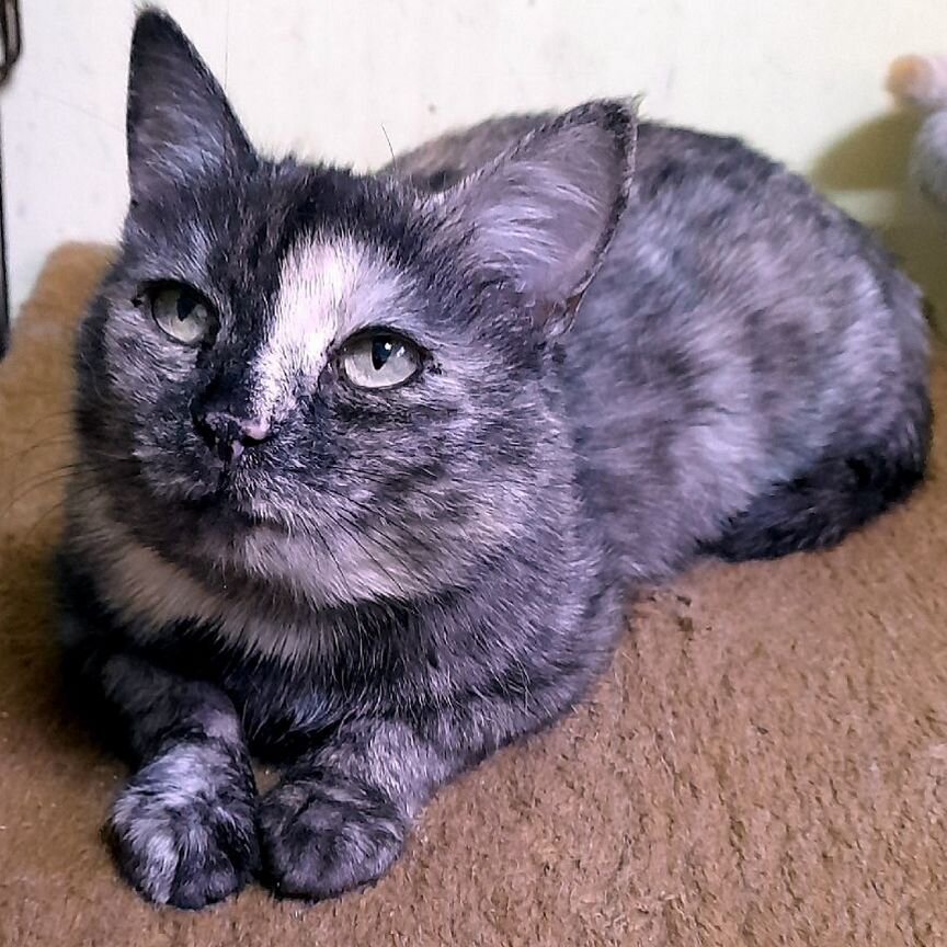 Взрослая кошка в добрые руки