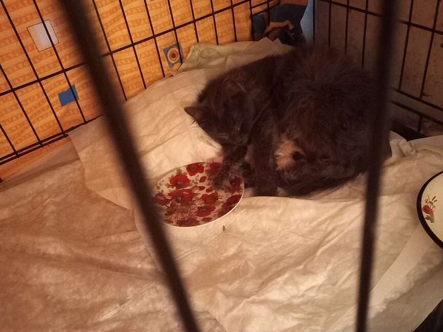 Кошка в подьезде родила котят